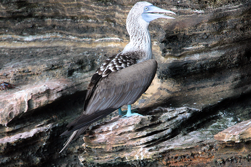 12 Galapagos Animals Found on the Islands | Sparkles and Shoes