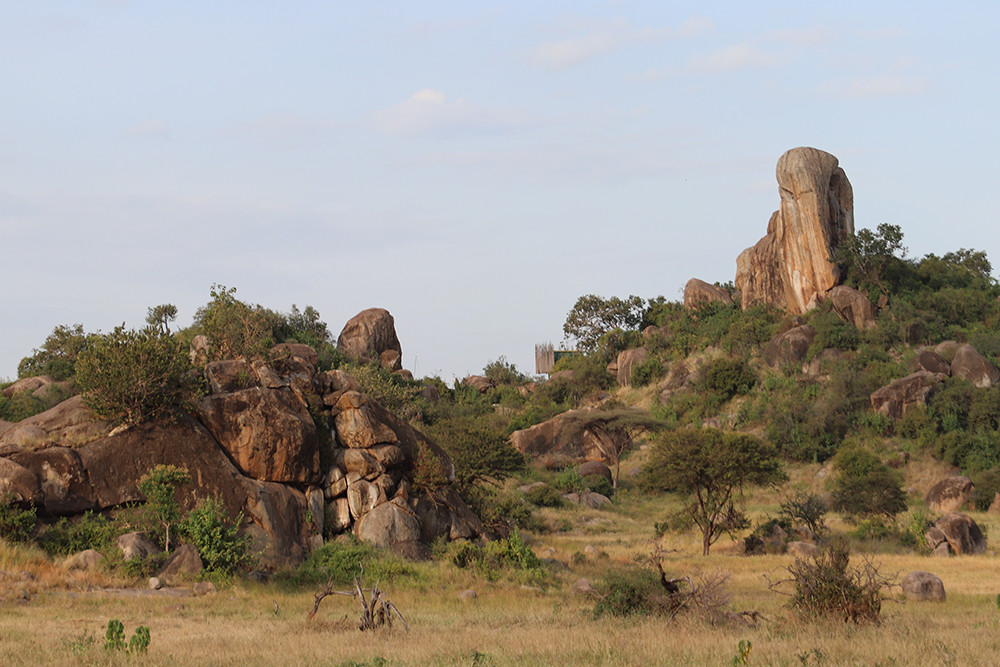 My Favorite Serengeti Wildlife from our Safari | Sparkles and Shoes
