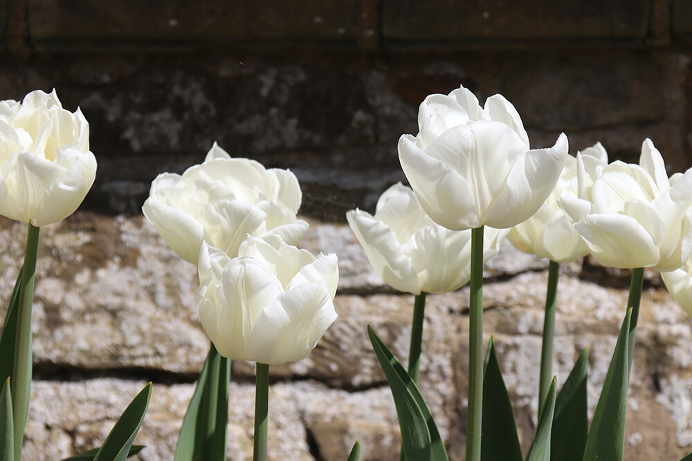 The Hever Castle Tulip Festival - Sparkles and Shoes