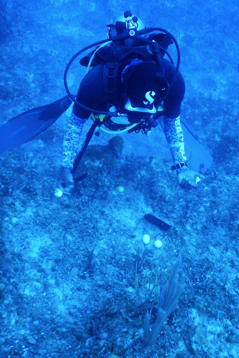Our Bahamas Scuba Diving Adventure - Sparkles and Shoes