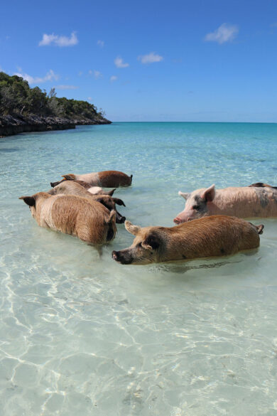 Swimming with Pigs on our Honeymoon - Sparkles and Shoes